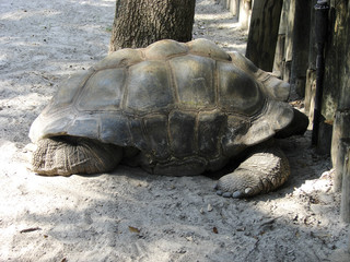 Tortoise stock photos and royalty-free images, vectors and ...