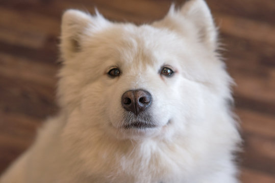 Samojed Képek – Böngésszen 339 stockfotókat, vektorokat és videókat ...