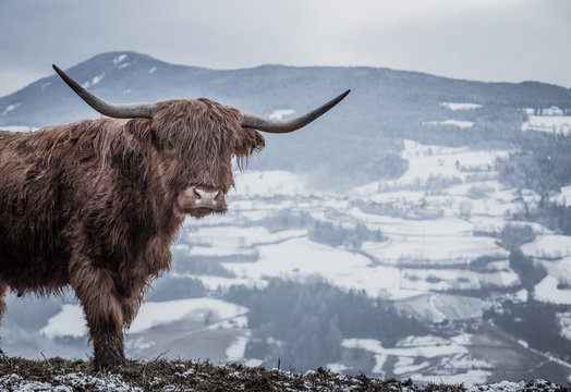 「Kuh-Fell」の画像 - 5,911 件の Stock 写真、ベクターおよびビデオ | Adobe Stock