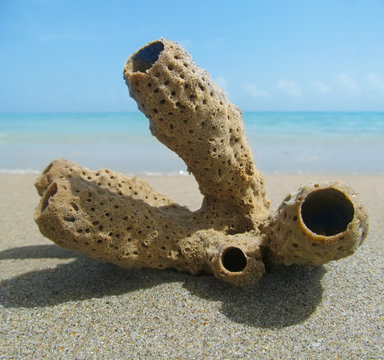 "Stove-Pipe Sponge" Images – Browse 420 Stock Photos, Vectors, and ...