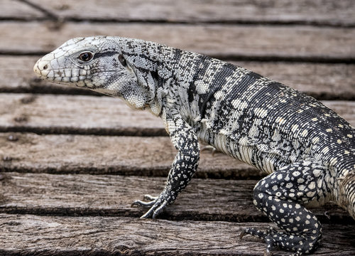 Teiu Images – Browse 112 Stock Photos, Vectors, and Video | Adobe Stock