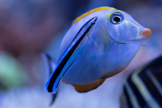 รูปภาพPutzerfisch – เลือกดูภาพถ่ายสต็อก เวกเตอร์ และวิดีโอ79 | Adobe Stock