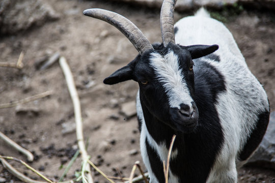 Imagens de Huftiere – Explore Fotografias do Stock, Vetores e Vídeos de ...