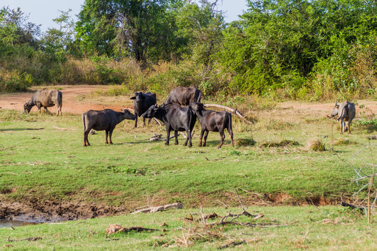 Uda Images – Browse 1,131 Stock Photos, Vectors, and Video | Adobe Stock