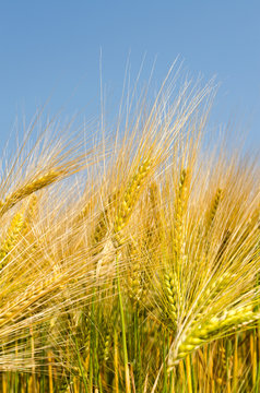 「Orges」の写真素材 | 95件の無料イラスト画像 | Adobe Stock