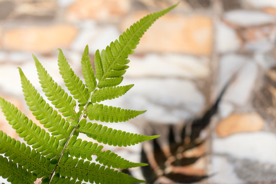 Marattiaceae Images – Browse 70 Stock Photos, Vectors, and Video ...