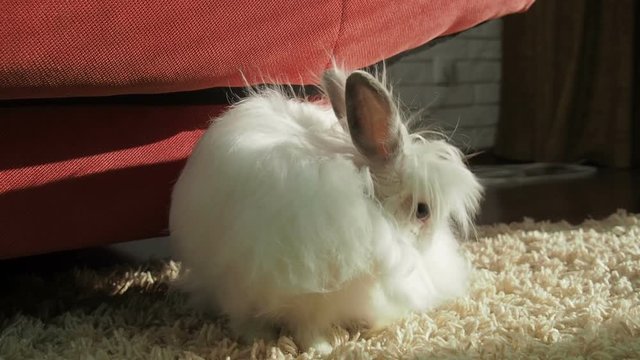"Domestic Rabbit" Images – Browse 11,448 Stock Photos, Vectors, and ...