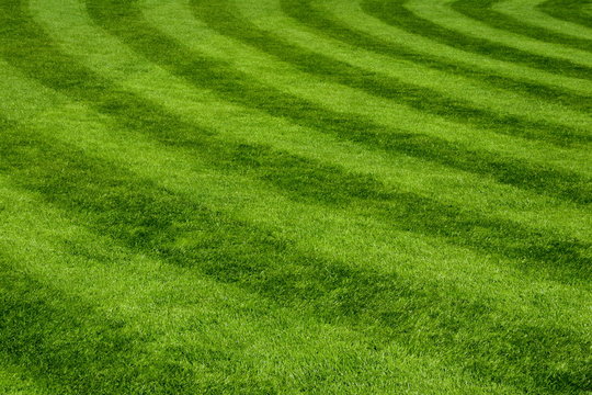 Obrazy (Trawnik) — zdjęcia, wektory i wideo bez tantiem (6,981) | Adobe ...