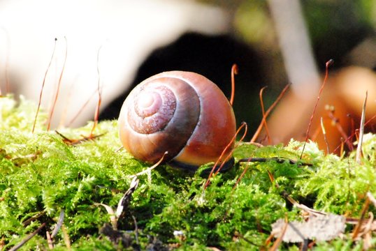 Snail Bed Bilder – Durchsuchen 722 Archivfotos, Vektorgrafiken und ...