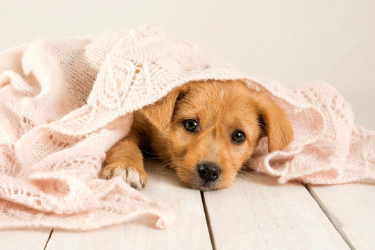 Piesek Bilder – Durchsuchen 3,096 Archivfotos, Vektorgrafiken und ...