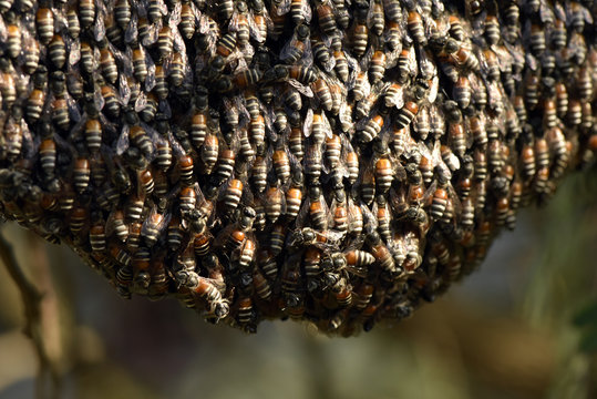 Euarthropoda Images – Parcourir 294 le catalogue de photos, vecteurs et ...