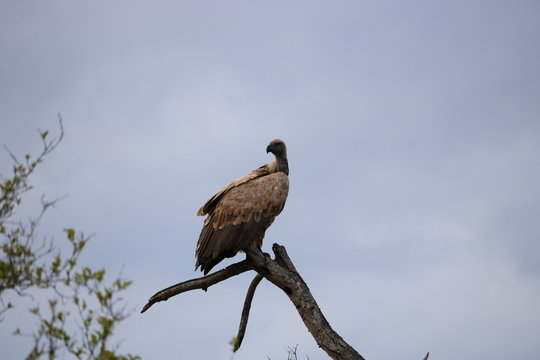 Aasgeier Images – Browse 269 Stock Photos, Vectors, and Video | Adobe Stock