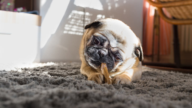 Stupsnase-Bilder: Stock-Fotos & -Videos. | Adobe Stock