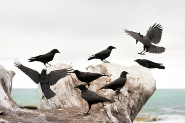 10+ Free Flying Crow Pictures - Pikwizard