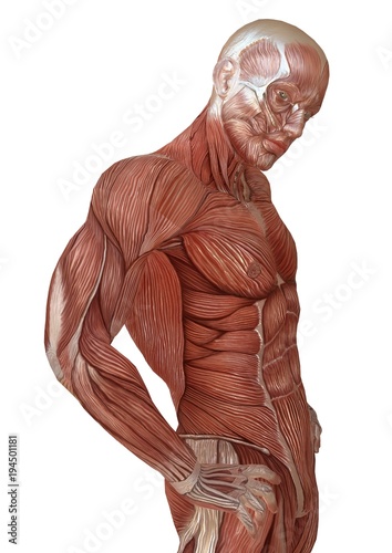 "Male body without skin, anatomy and muscles 3d illustration isolated ...