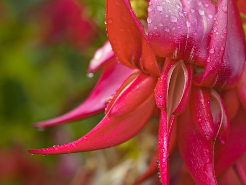รูปภาพKowhai – เลือกดูภาพถ่ายสต็อก เวกเตอร์ และวิดีโอ283 | Adobe Stock