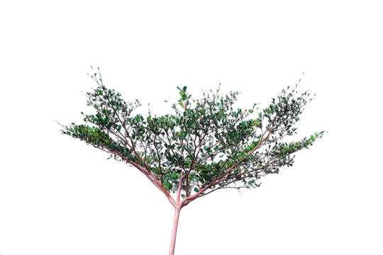 Bucida Bilder – Durchsuchen 32 Archivfotos, Vektorgrafiken und Videos ...