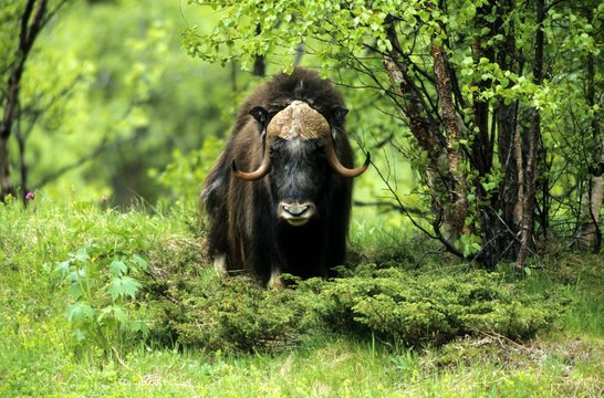 Ox Images – Browse 3,001,845 Stock Photos, Vectors, and Video | Adobe Stock