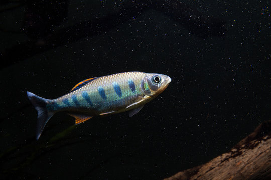 「Barilius」の写真素材 | 25件の無料イラスト画像 | Adobe Stock