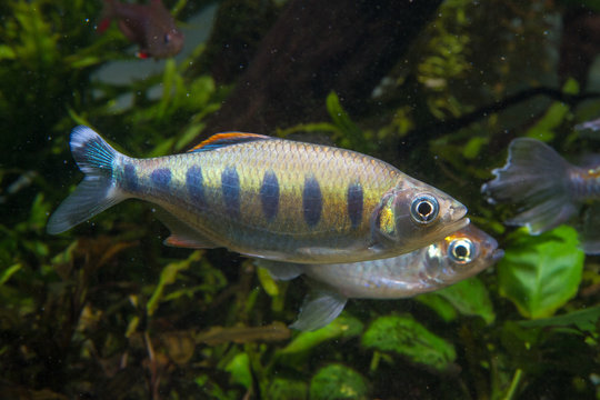 「Barilius」の写真素材 | 25件の無料イラスト画像 | Adobe Stock