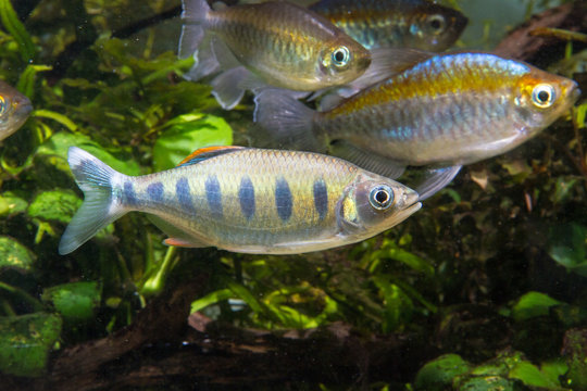 Barilius Images – Browse 13 Stock Photos, Vectors, and Video | Adobe Stock