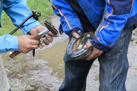 Hooves Bilder – Durchsuchen 218,777 Archivfotos, Vektorgrafiken und ...