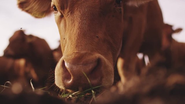 Schmatzen bilder – Bläddra bland 340 stockfoton, vektorer och videor ...