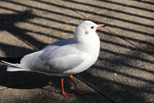 ERIMON photos, images, assets | Adobe Stock