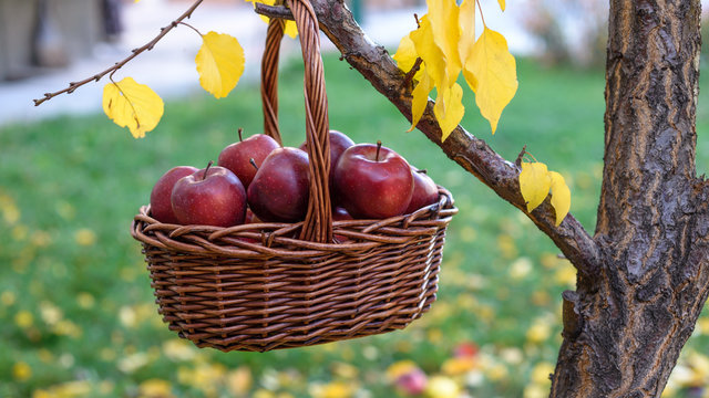 「Sepeti」の画像 - 145 件の Stock 写真、ベクターおよびビデオ | Adobe Stock