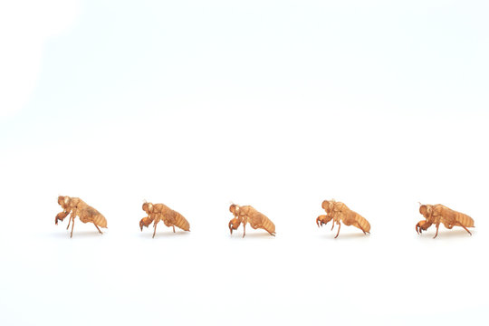 รูปภาพMolt – เลือกดูภาพถ่ายสต็อก เวกเตอร์ และวิดีโอ31,340 | Adobe Stock