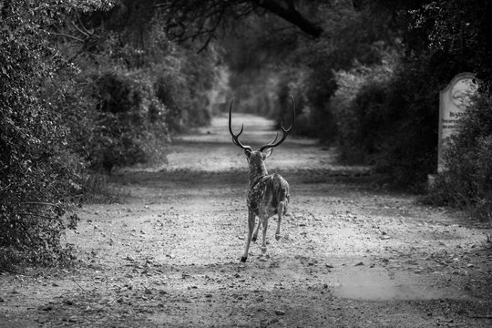 รูปภาพBarasingha – เลือกดูภาพถ่ายสต็อก เวกเตอร์ และวิดีโอ653 | Adobe Stock