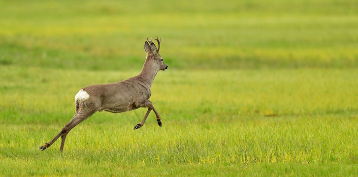 Springender Images – Browse 12 Stock Photos, Vectors, and Video | Adobe ...