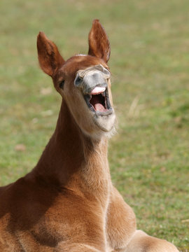 Filly Bilder – Durchsuchen 26,302 Archivfotos, Vektorgrafiken und ...