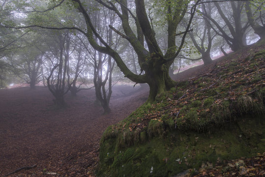 「Hayas」の写真素材 | 1,336件の無料イラスト画像 | Adobe Stock