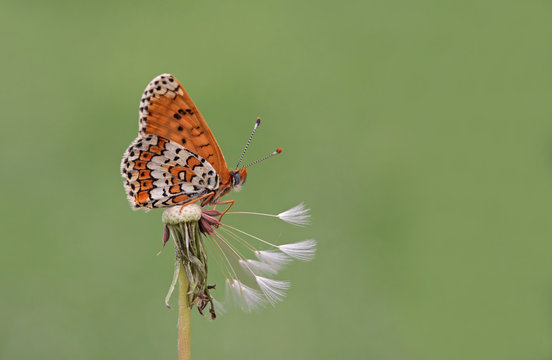 รูปภาพIparhan – เลือกดูภาพถ่ายสต็อก เวกเตอร์ และวิดีโอ76 | Adobe Stock