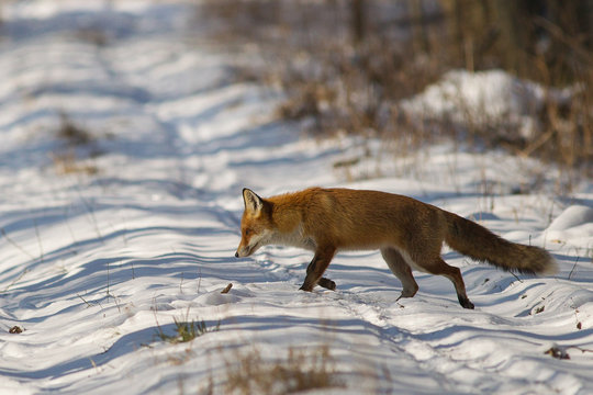 Lisek Images – Browse 207 Stock Photos, Vectors, and Video | Adobe Stock