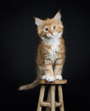 "Lynx Tips"-Bilder: Stock-Fotos & -Videos. | Adobe Stock