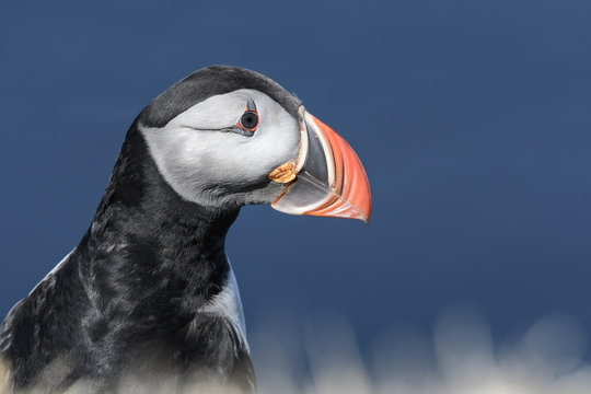 Langanes bilder – Bläddra bland 50 stockfoton, vektorer och videor ...