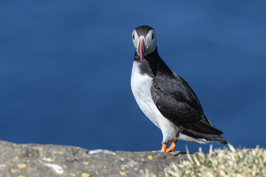 Langanes bilder – Bläddra bland 50 stockfoton, vektorer och videor ...