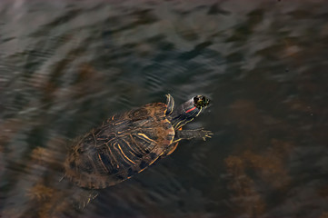 Randy Anderson photos, images, assets | Adobe Stock