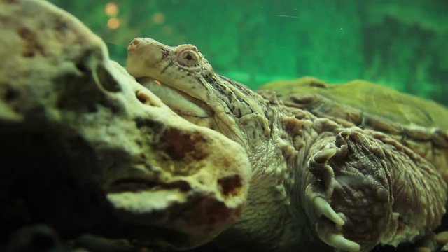 รูปภาพChelydridae – เลือกดูภาพถ่ายสต็อก เวกเตอร์ และวิดีโอ1,709 | Adobe ...