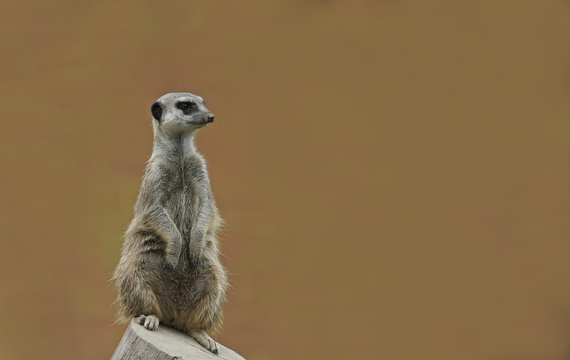 「Mirket」の写真素材 | 45件の無料イラスト画像 | Adobe Stock