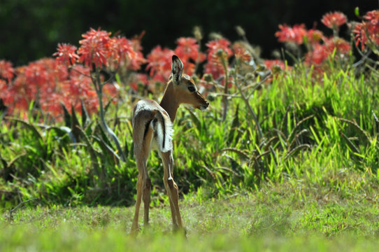 Baby Impala"」の写真素材 | 232件の無料イラスト画像 | Adobe Stock