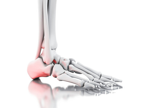 Tornozelo Imagens – Procure 84,606 fotos, vetores e vídeos | Adobe Stock