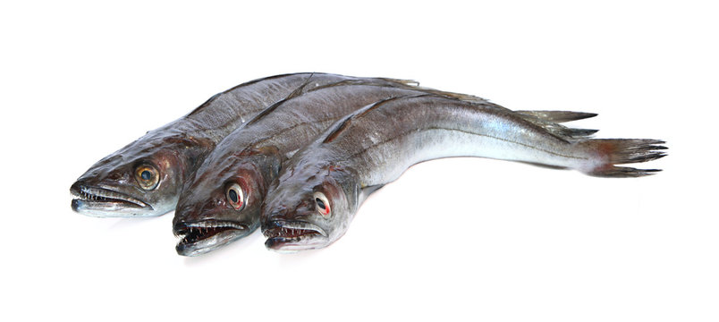 「Merluchon」の画像 - 56 件の Stock 写真、ベクターおよびビデオ | Adobe Stock