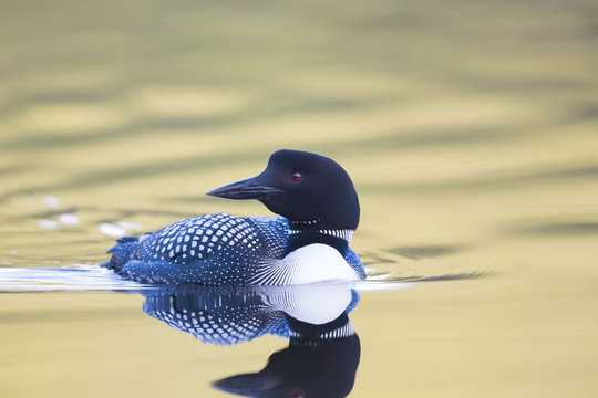 "Common Loon" Bilder – Durchsuchen 2,429 Archivfotos, Vektorgrafiken ...