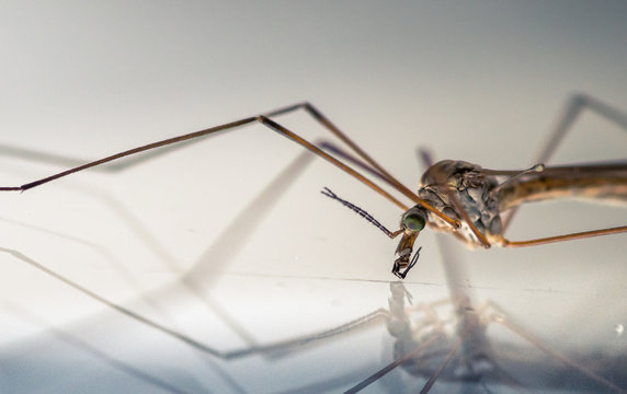 Melga Images – Browse 16 Stock Photos, Vectors, and Video | Adobe Stock