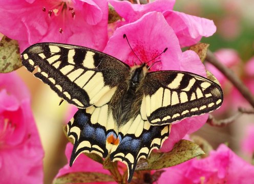 รูปภาพFarfalla – เลือกดูภาพถ่ายสต็อก เวกเตอร์ และวิดีโอ15,707 | Adobe Stock