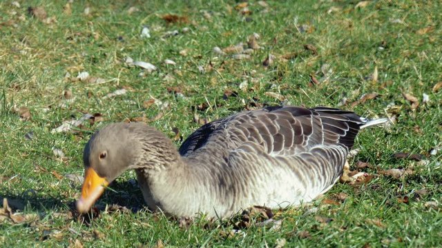 Imagens de Wildgans – Explore Fotografias do Stock, Vetores e Vídeos de ...