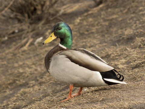 Kacka bilder – Bläddra bland 42 stockfoton, vektorer och videor | Adobe ...